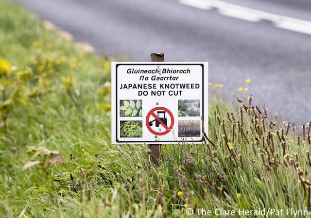 Survey and workshops to curb spread of Japanese knotweed - The Clare Herald