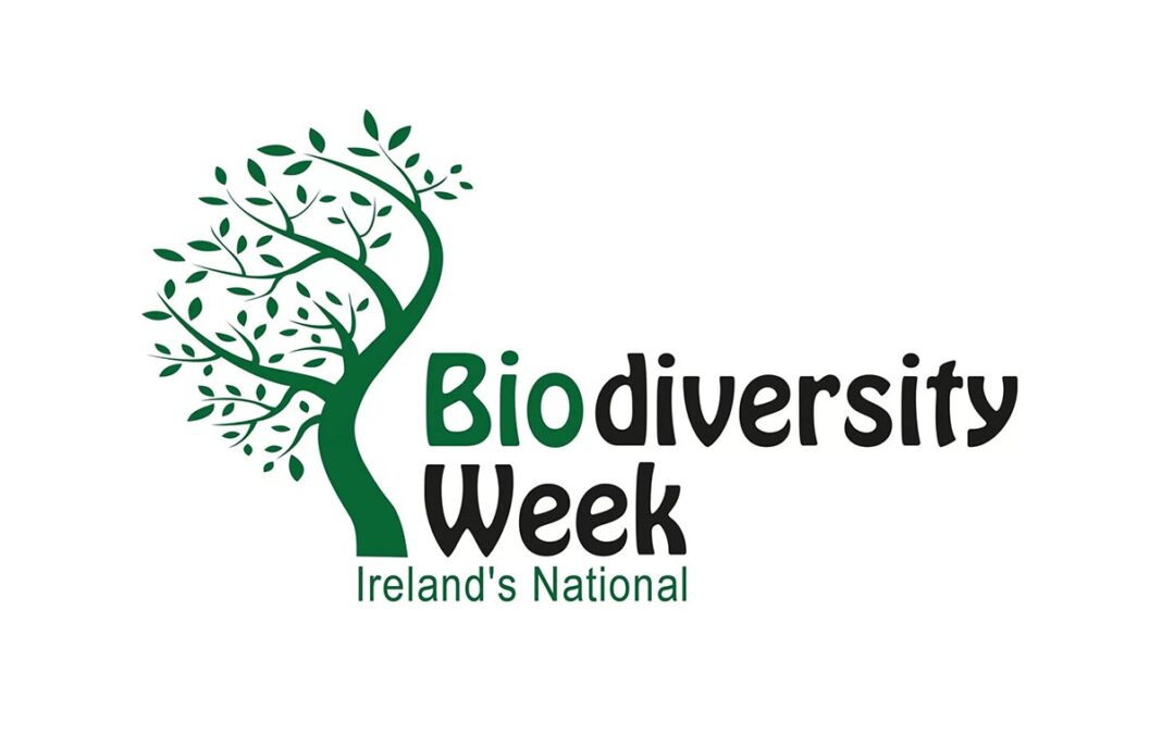 Clare’s Wildlife in the Spotlight for Biodiversity Week - The Clare Herald