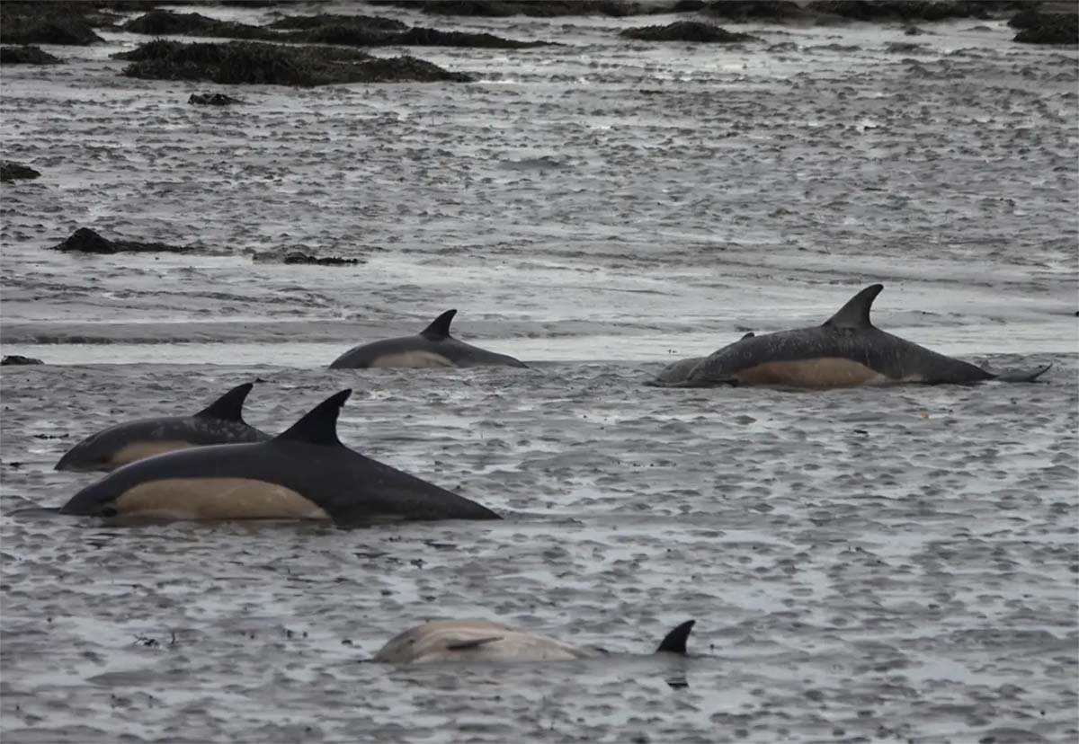 IWDG and NPWS in two day dolphin stranding response - The Clare Herald