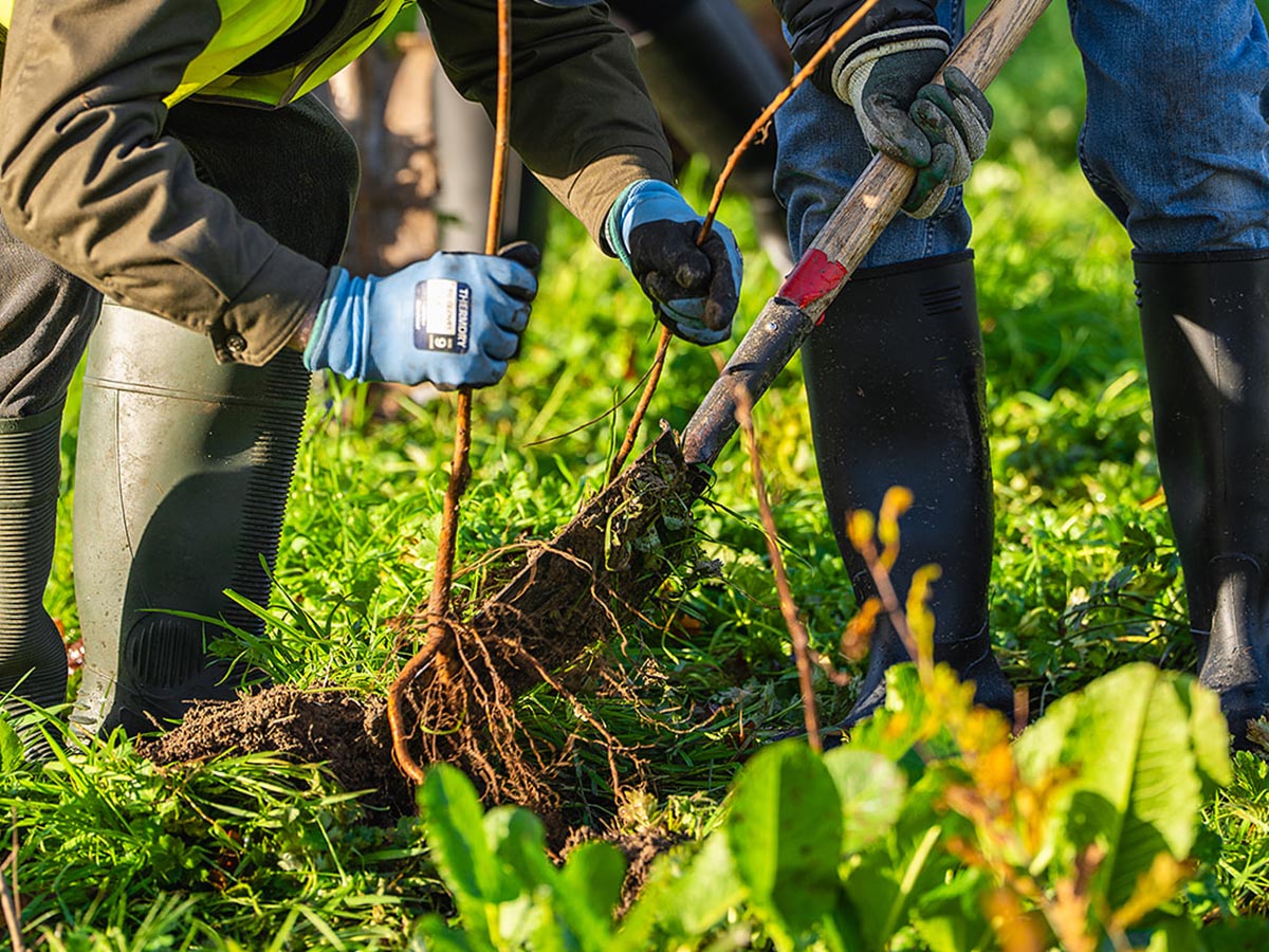 Enterprise Mobility to plant 3,500 native trees in Shannon - The Clare ...